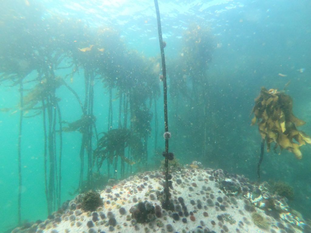 The False Bay Hope Spot! What is a Hope Spot? and what is their purpose ...