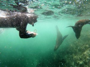 Rabies in Cape Fur Seals: What It Means for Cape Town’s Coast - Cape RADD