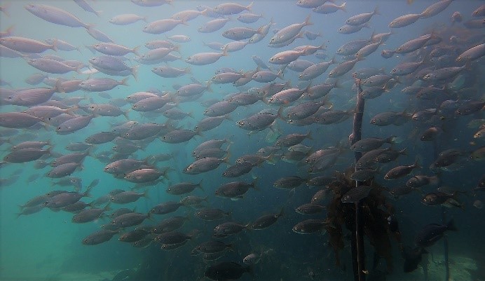 New Marine Protected Areas Proposed for South Africa! - Cape RADD