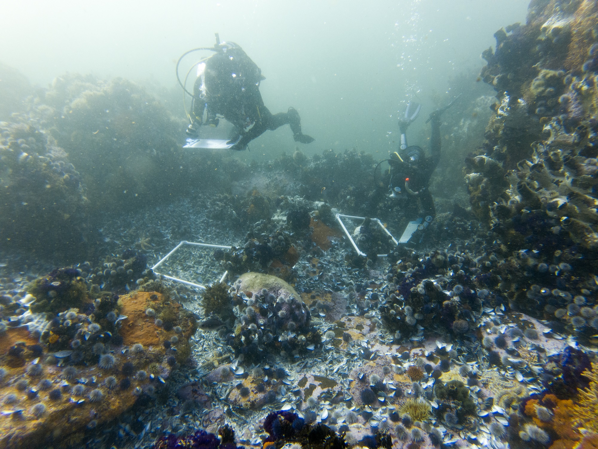 What it takes to become a field marine biologist - Cape RADD