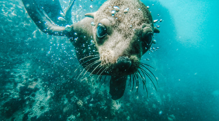Rabies in Cape Fur Seals: What It Means for Cape Town’s Coast - Cape RADD