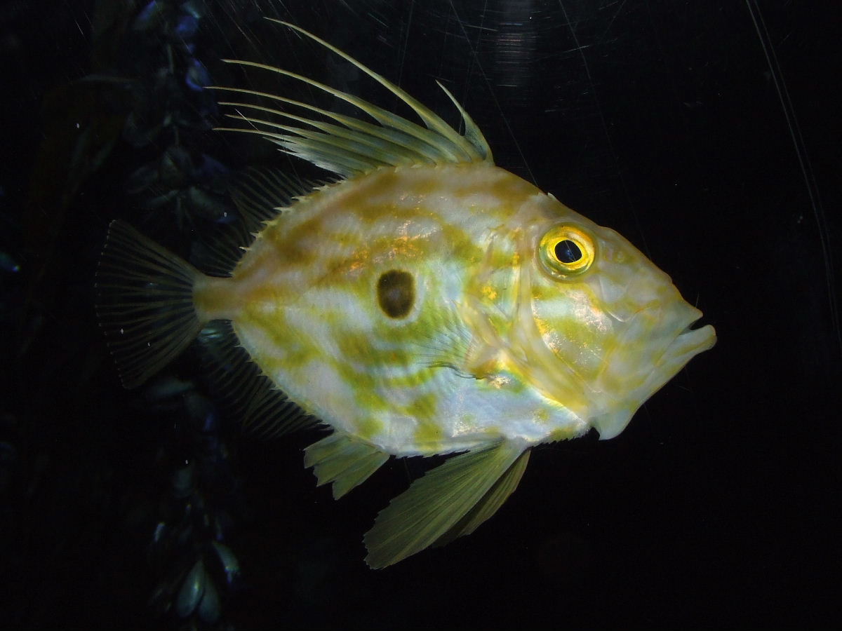 WATCH: A Close Encounter with a John Dory (Zeus Capensis) in Simons ...