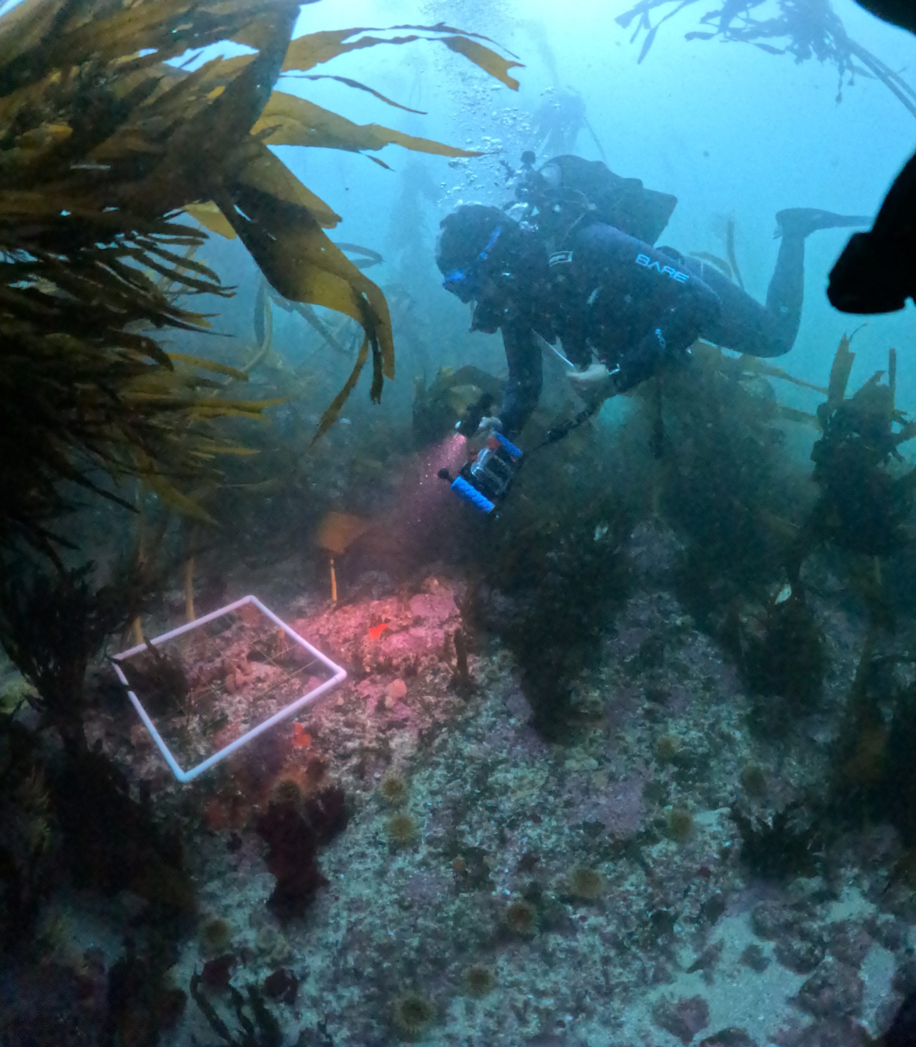 Uniting Passion for Marine Conservation and Adventure: The Synergy of ...