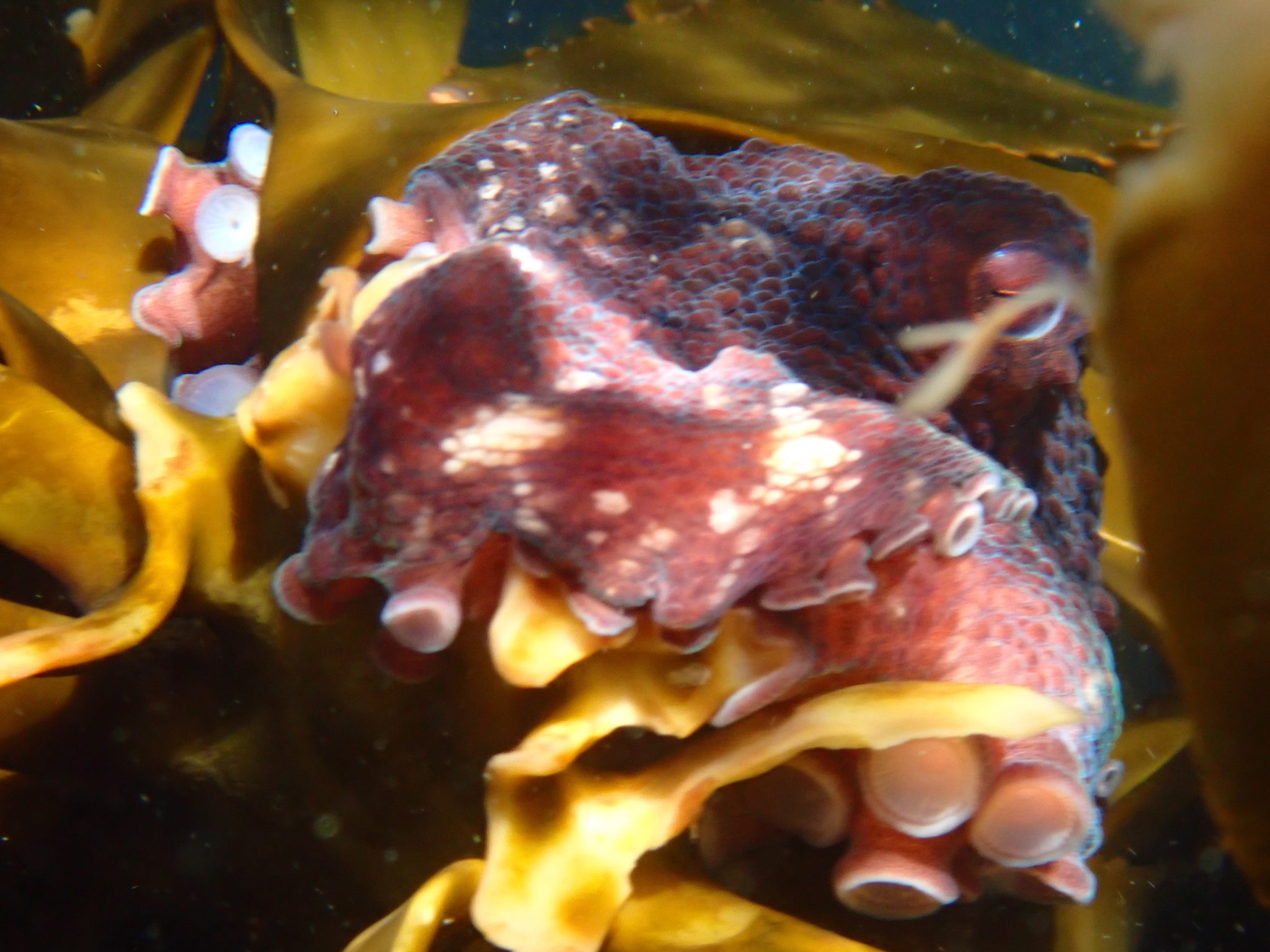 Snorkel for Science - Cape RADD