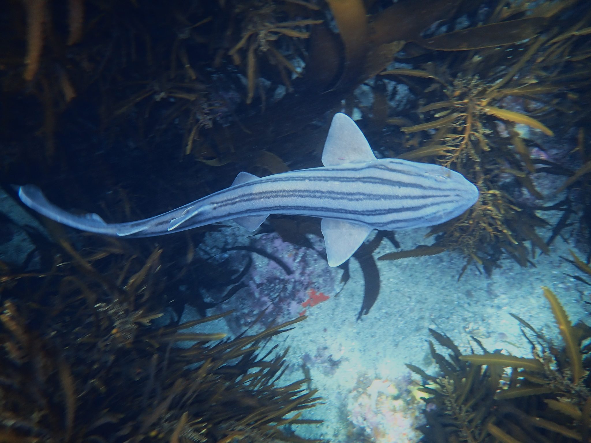 Snorkel for Science - Cape RADD