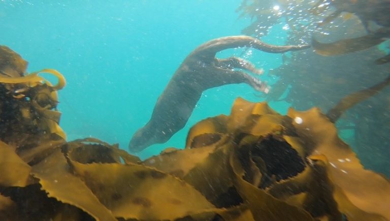 Snorkel for Science - Cape RADD