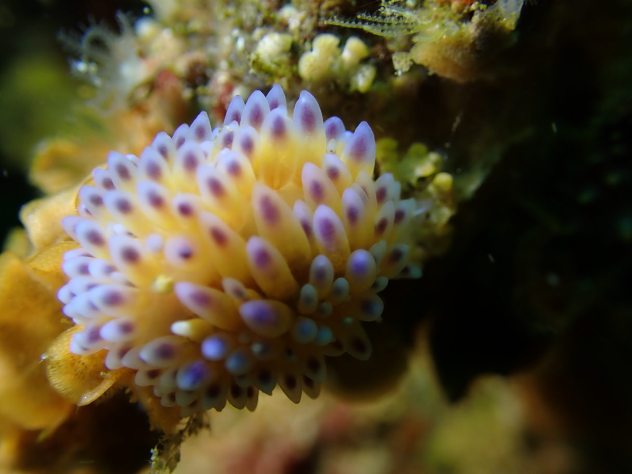 Snorkel for Science - Cape RADD