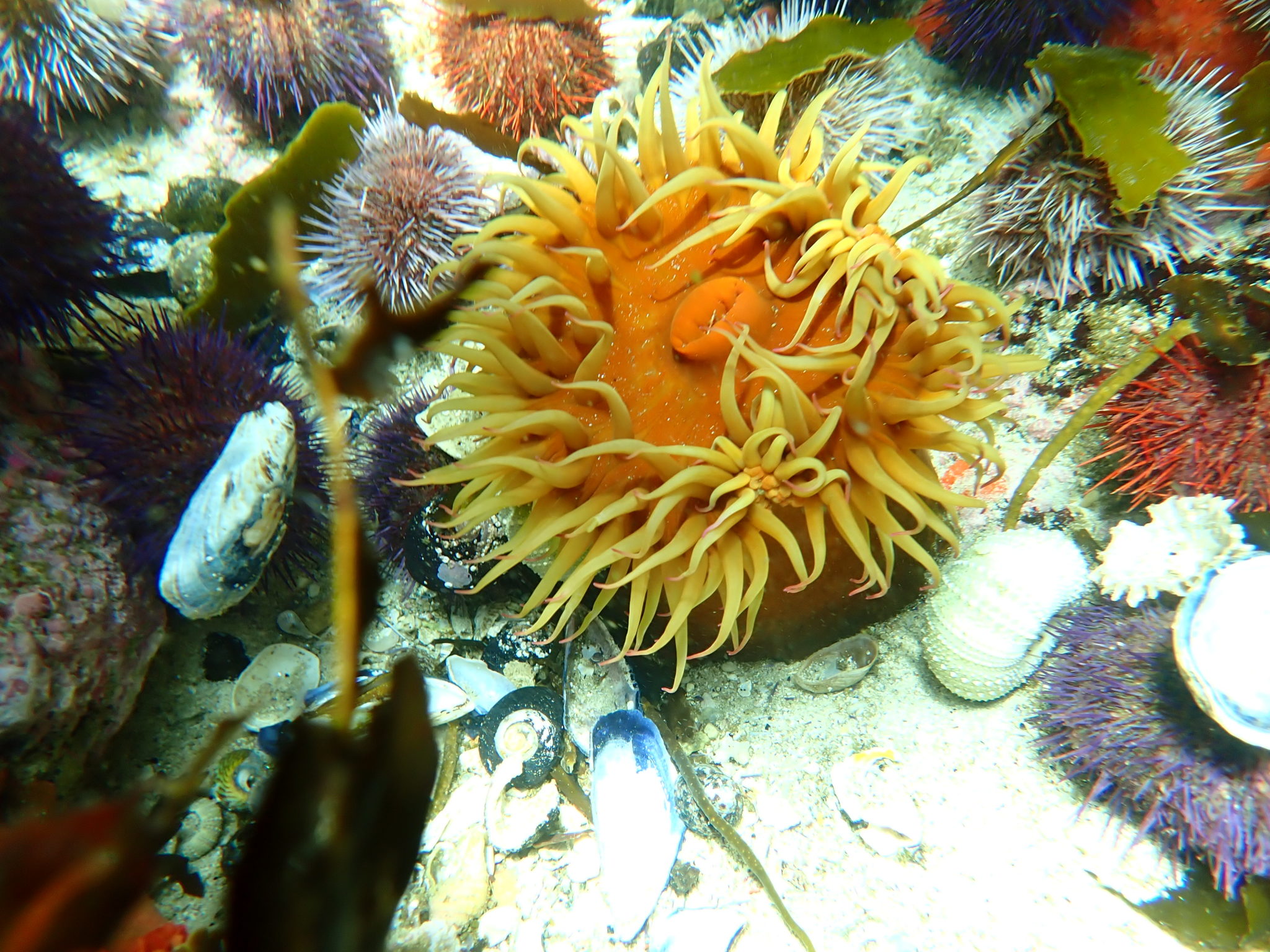 Snorkel for Science - Cape RADD