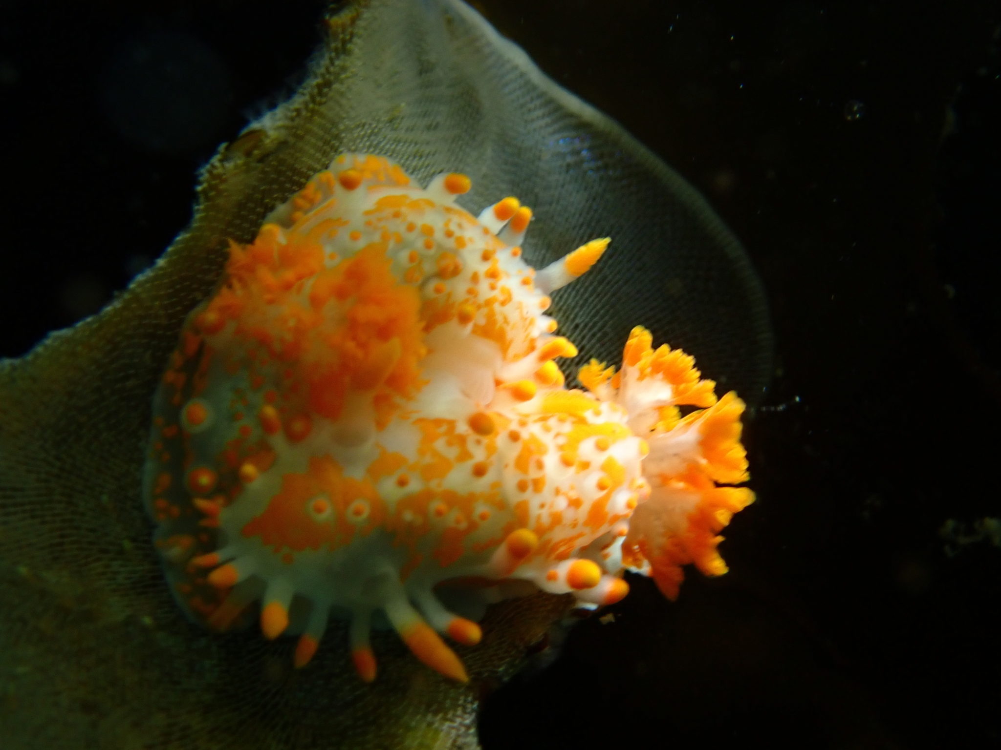 Snorkel for Science - Cape RADD