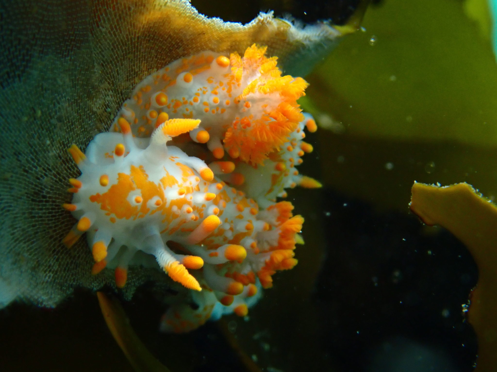 Snorkel for Science - Cape RADD