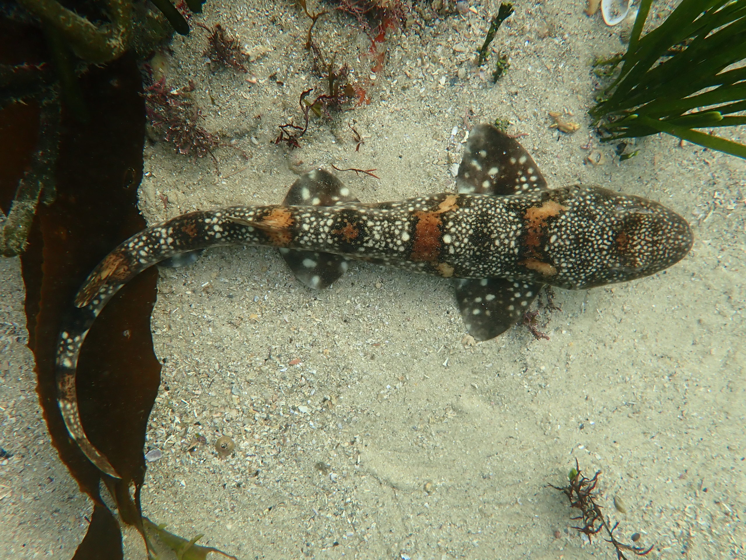 Puffadder shyshark - Haploblepharus edwardsii - Cape RADD