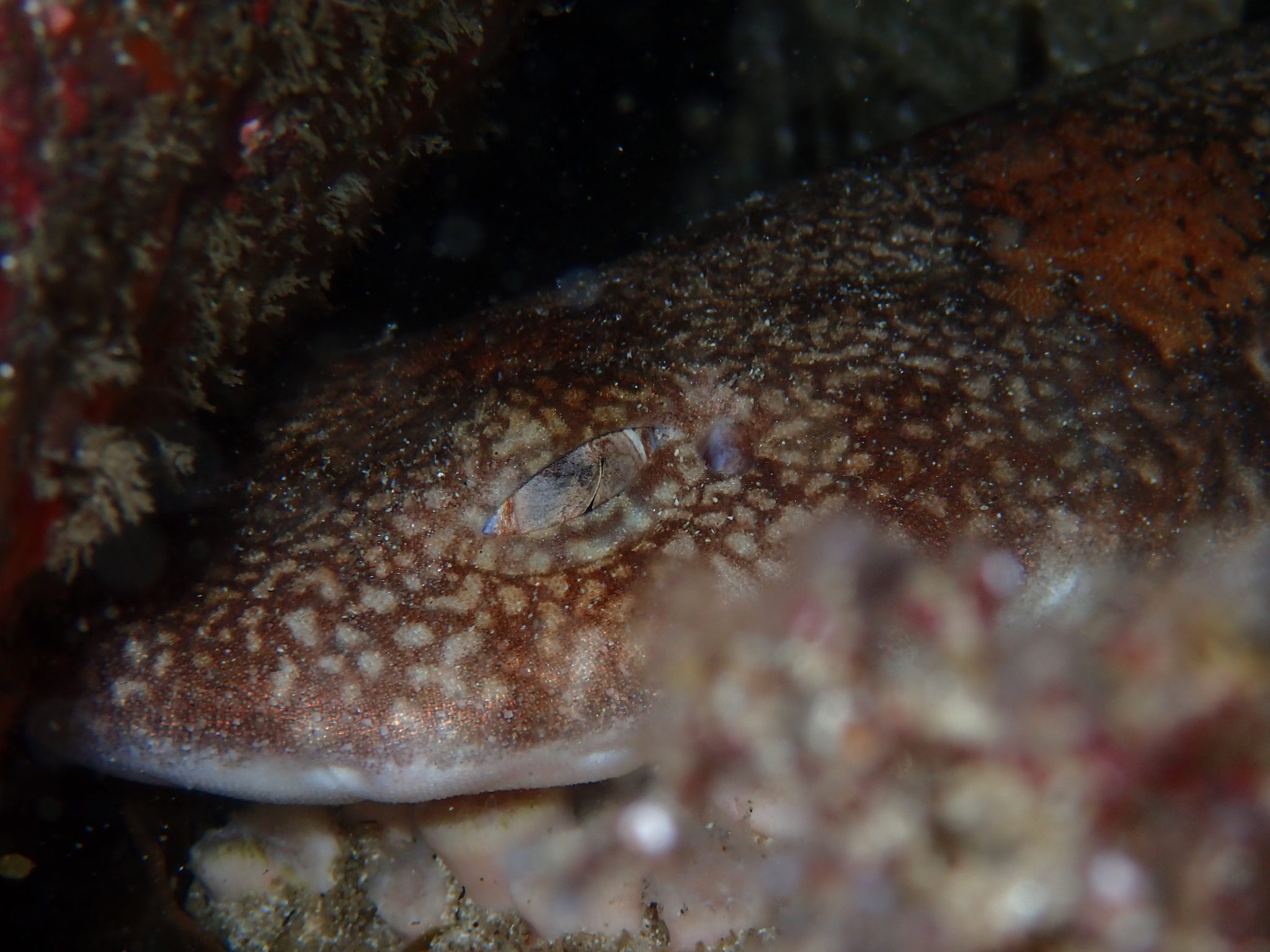 Puffadder shyshark - Haploblepharus edwardsii - Cape RADD