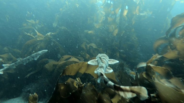 Puffadder shyshark - Haploblepharus edwardsii - Cape RADD