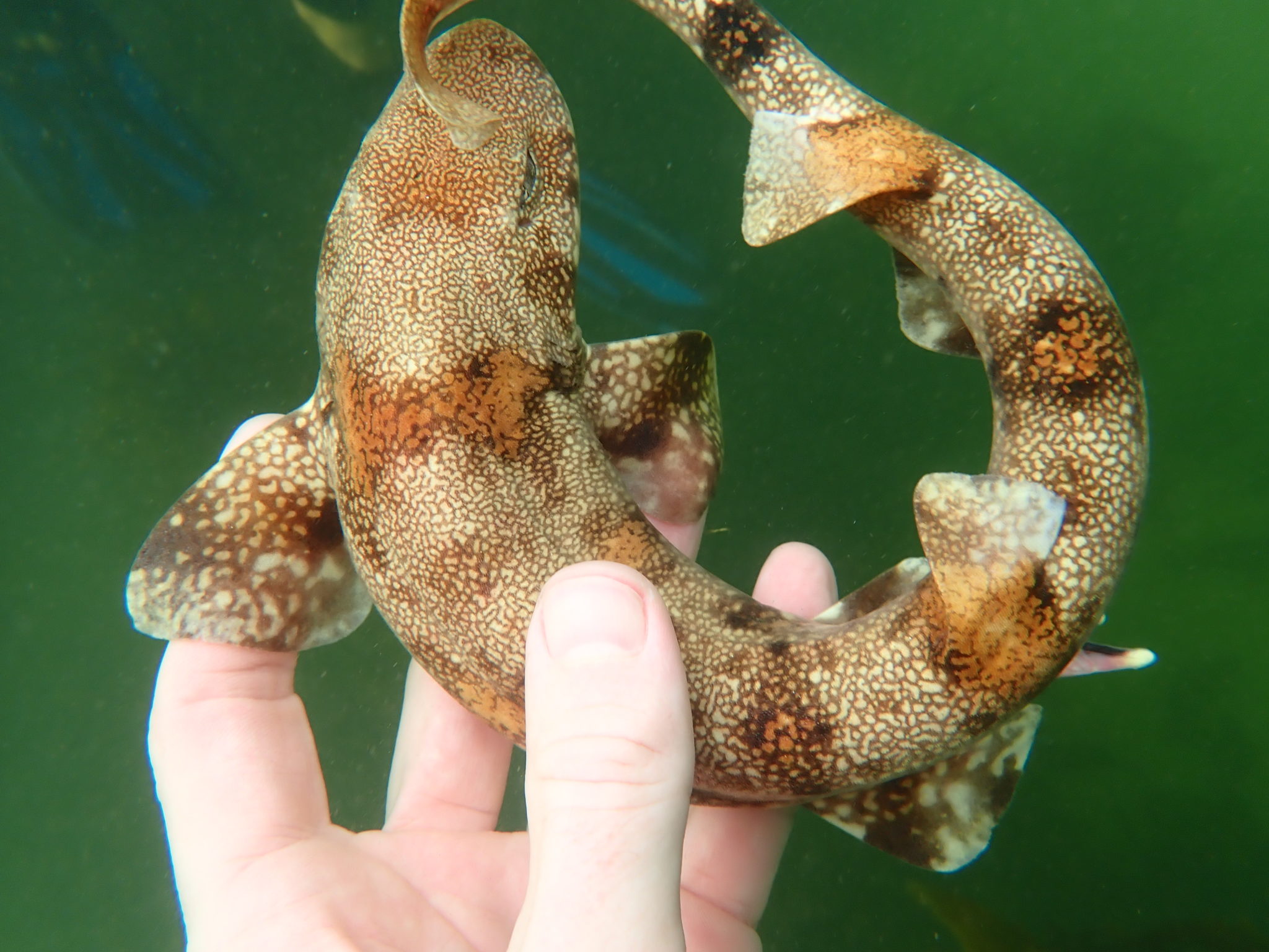 Puffadder shyshark - Haploblepharus edwardsii - Cape RADD