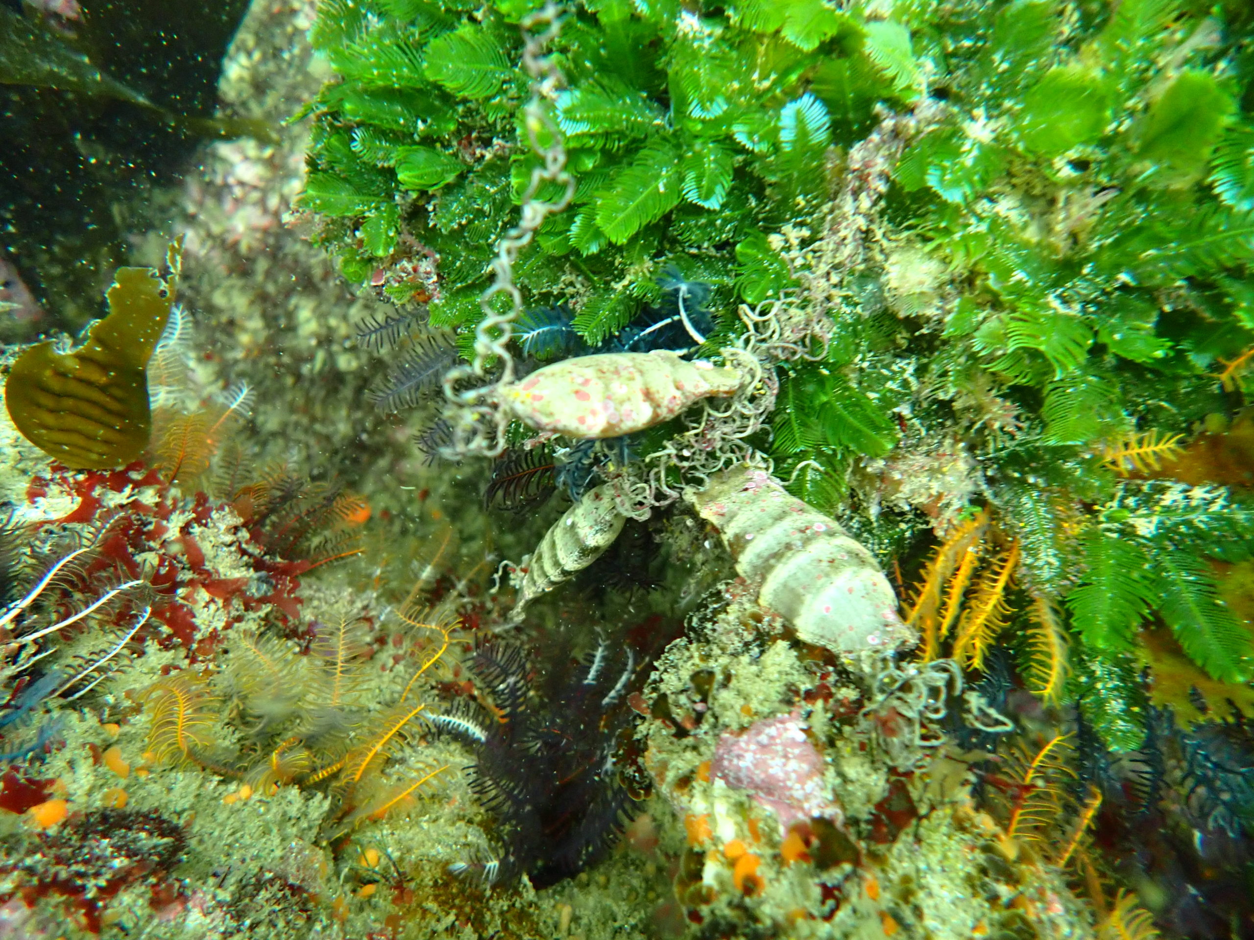 Puffadder shyshark - Haploblepharus edwardsii - Cape RADD