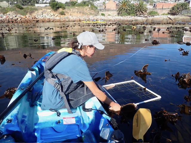 Kayak for Science - Cape RADD
