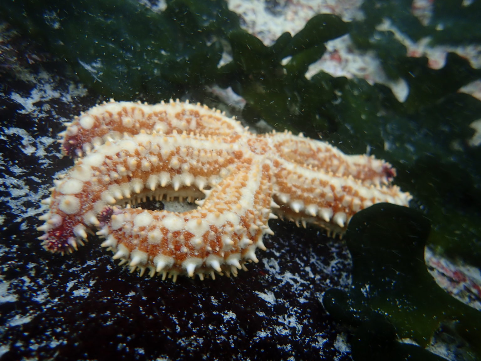 Marine Protected Areas Day 2024 - Cape RADD