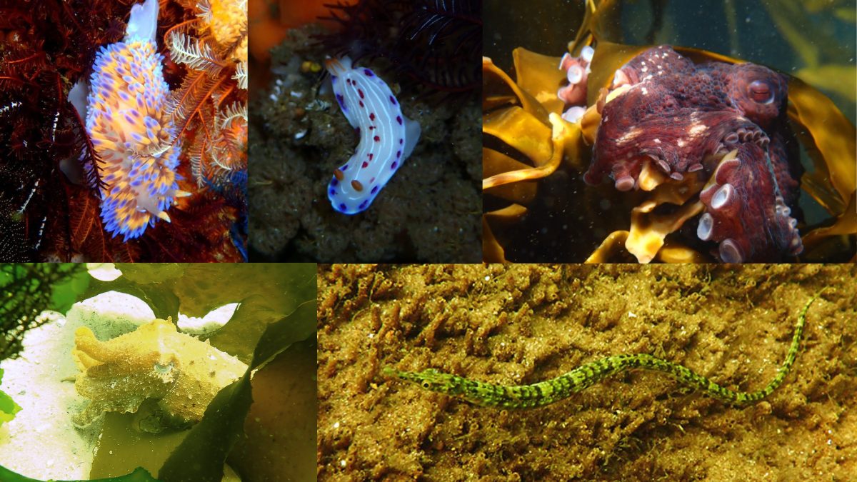 Finding False Bay's Marine Little 5 - Cape RADD