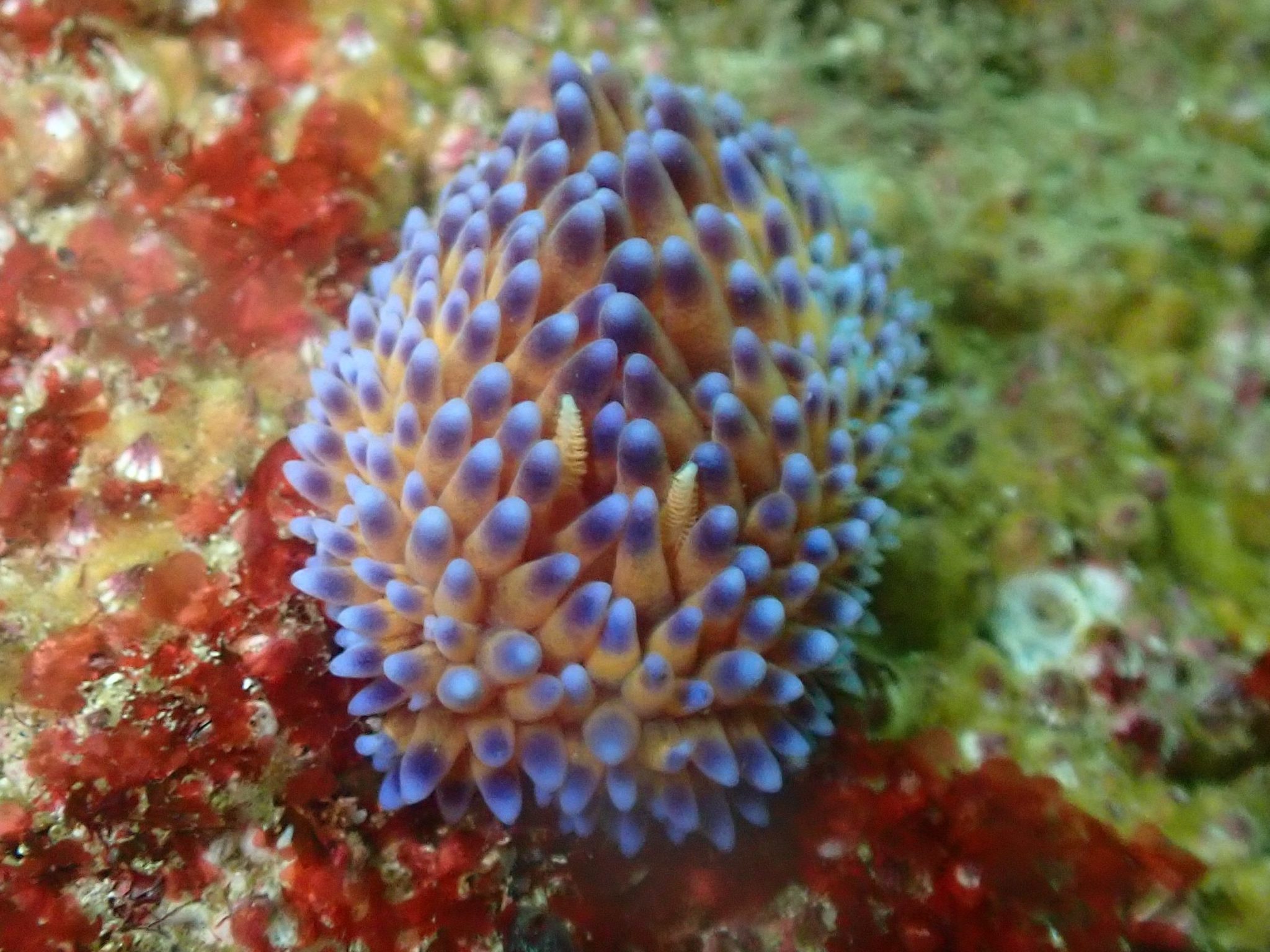 Tiny Slugs, Big Clues: What Nudibranchs Tell Us About Our Changing ...
